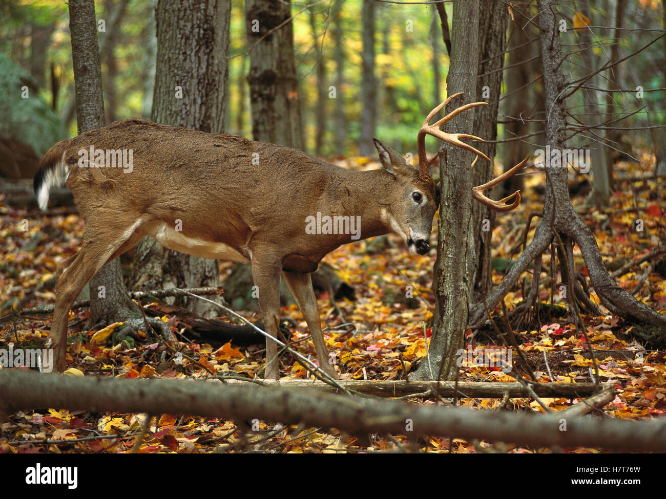 White-tailed Deer (Odocoileus virginianus) buck rubbing his antlers on ...