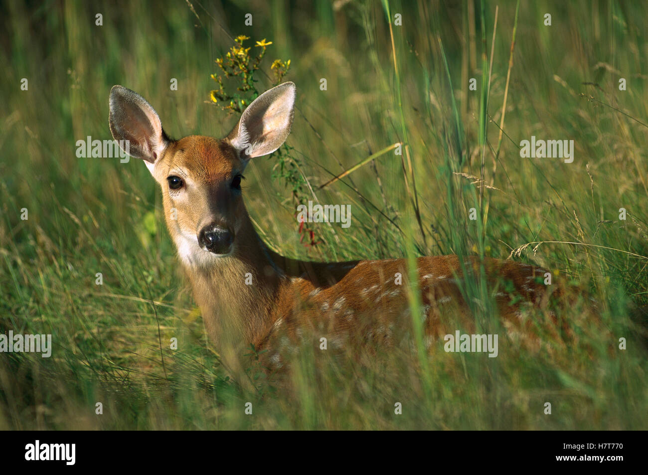 White-tailed Deer (Odocoileus virginianus) spotted fawn bedded down in ...