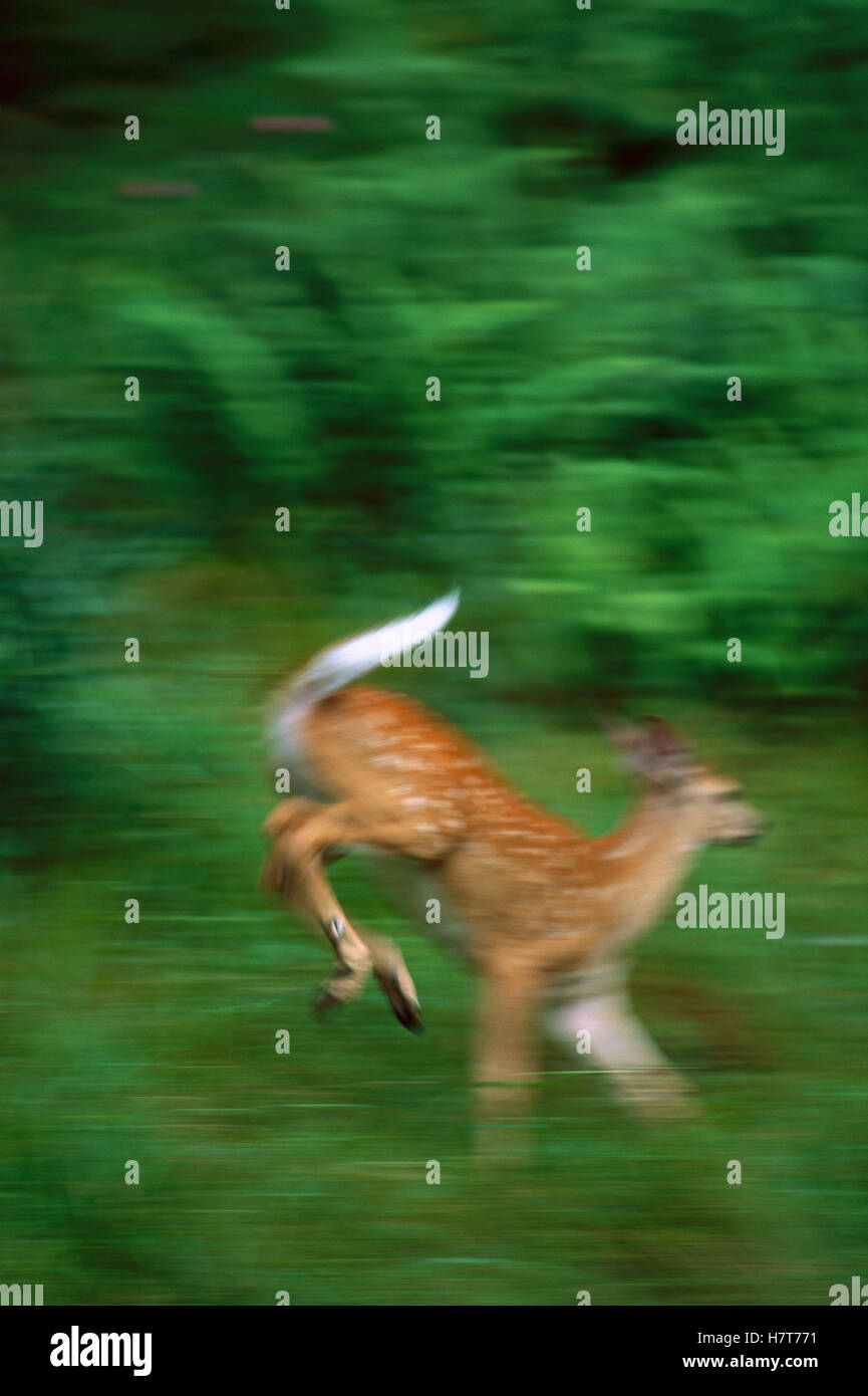 White-tailed Deer (Odocoileus virginianus) spotted fawn bounding across ...