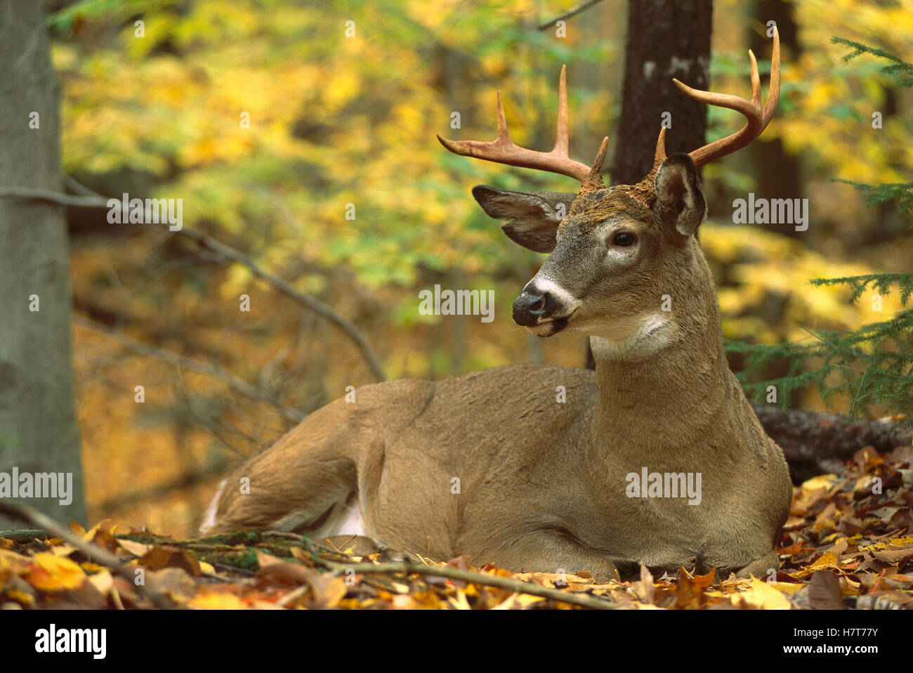 White-tailed Deer (Odocoileus virginianus) buck bedded in fall forest ...