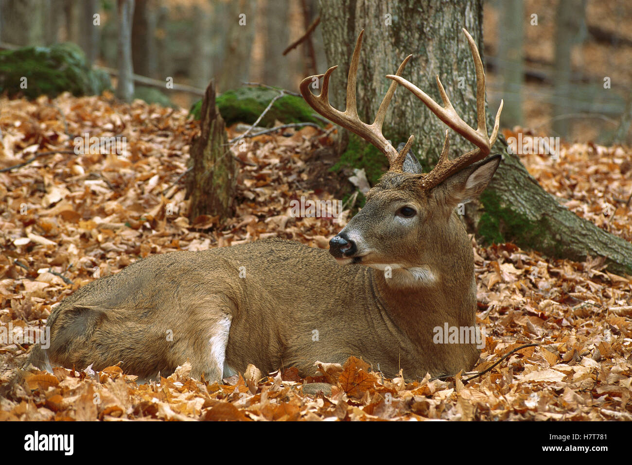 White-tailed Deer (Odocoileus virginianus) buck bedded in fall forest ...