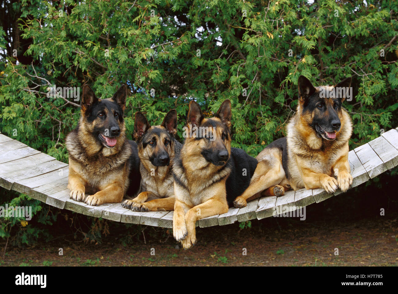 German Shepherd (Canis familiaris) group of four relaxing on foot ...