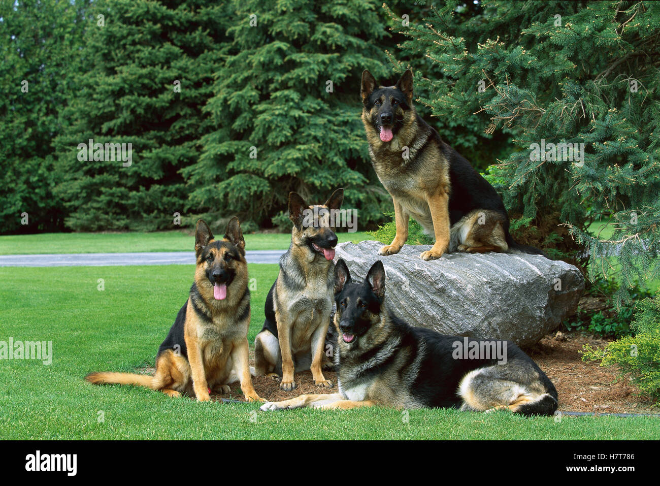 German Shepherd (Canis familiaris) group of four relaxing in yard Stock ...