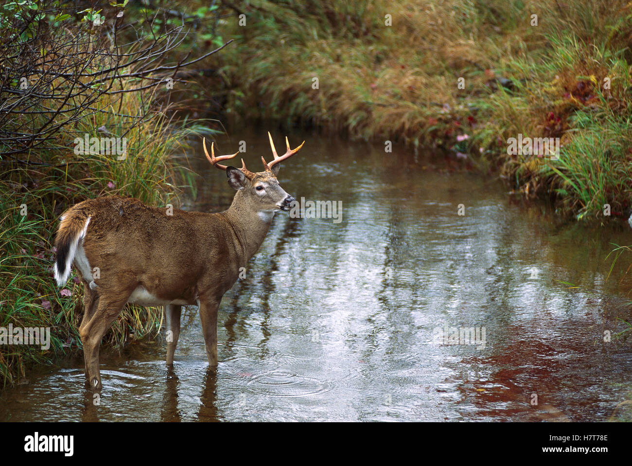 White-tailed Deer (Odocoileus virginianus) buck crossing stream Stock ...