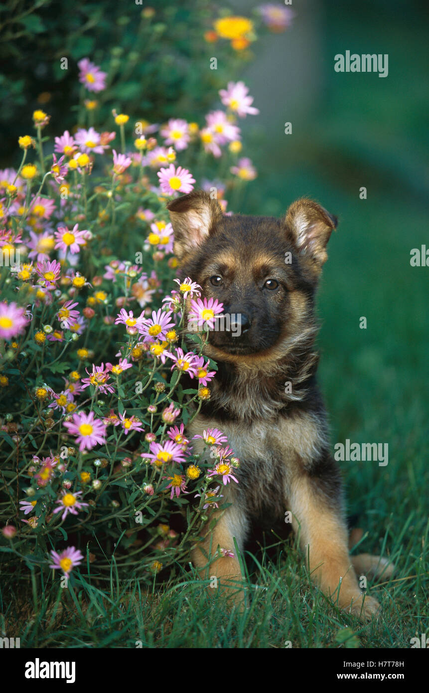 German Shepherd (Canis familiaris) puppy portrait among garden flowers ...