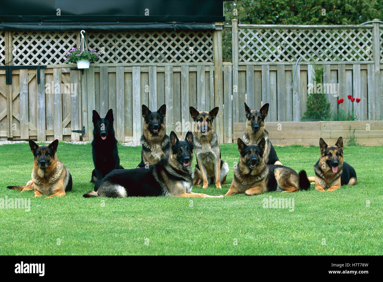 German Shepherd (Canis familiaris) group portrait of eight dogs Stock ...
