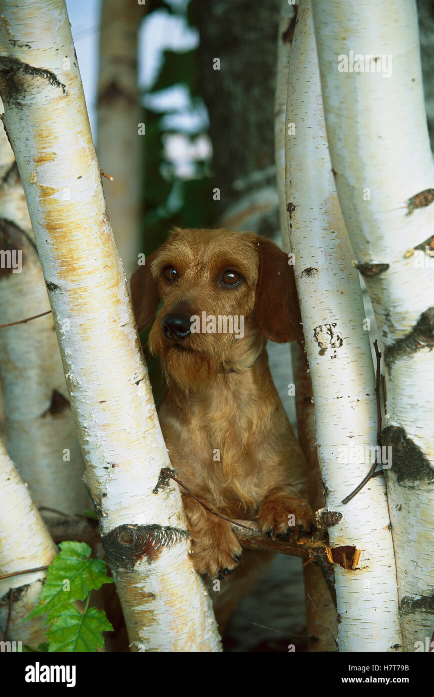 Miniature Wire-haired Dachshund (Canis familiaris) adult portrait among ...