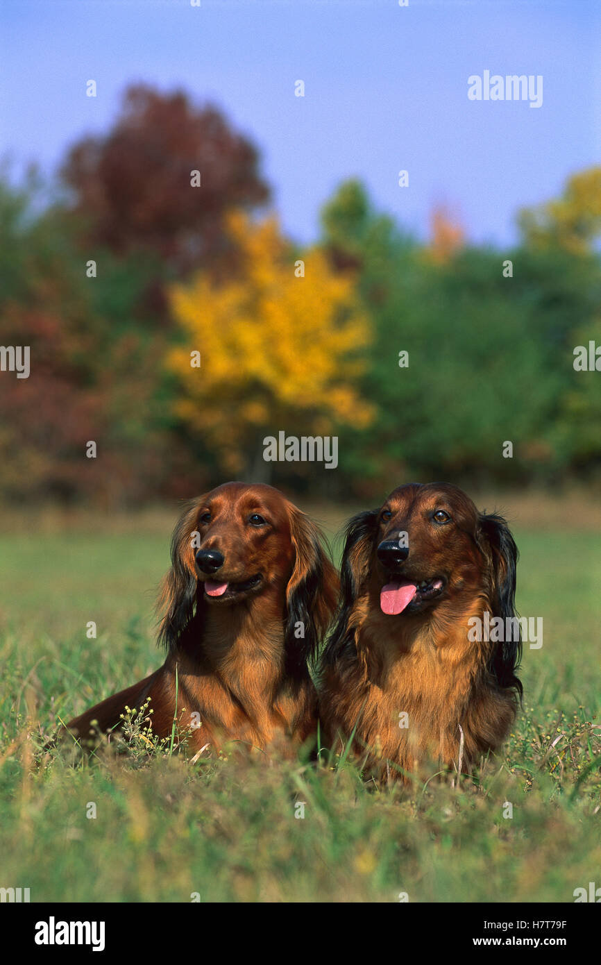Standard Long-haired Dachshund (Canis familiaris) two adults sitting ...