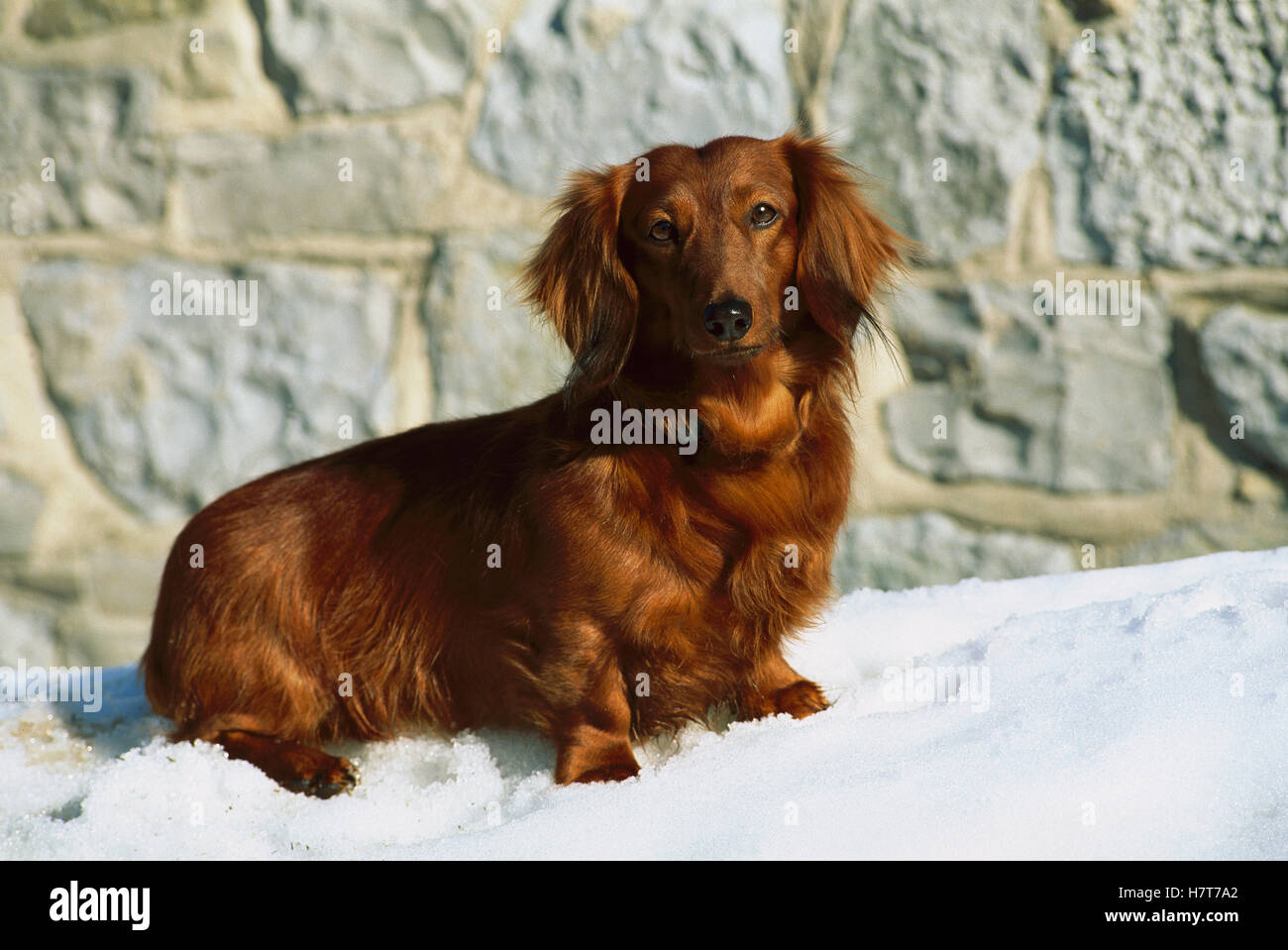 Standard Long-haired Dachshund (Canis familiaris) standing on snowy ...