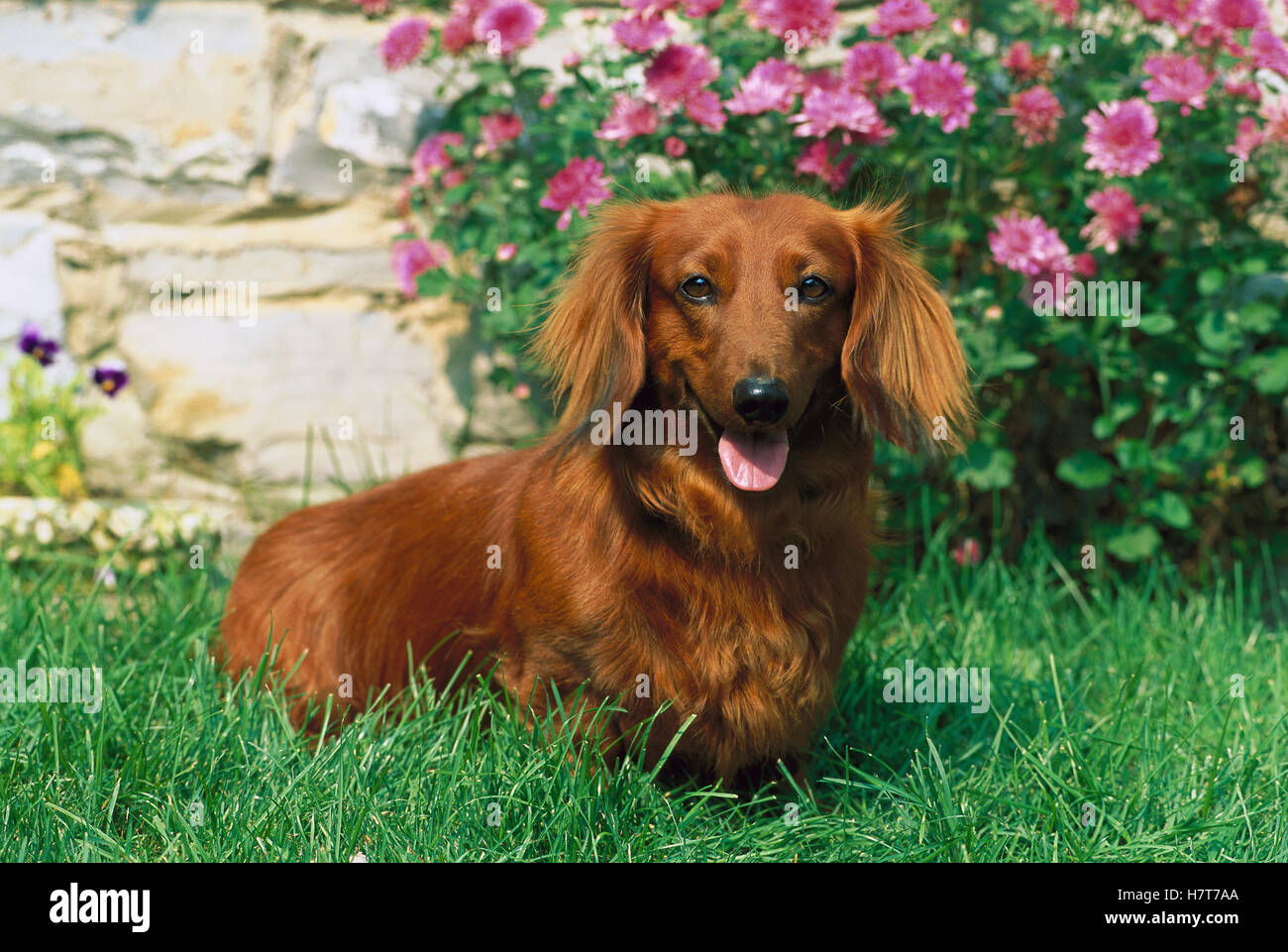 Standard Long-haired Dachshund (Canis familiaris) adult portrait in ...