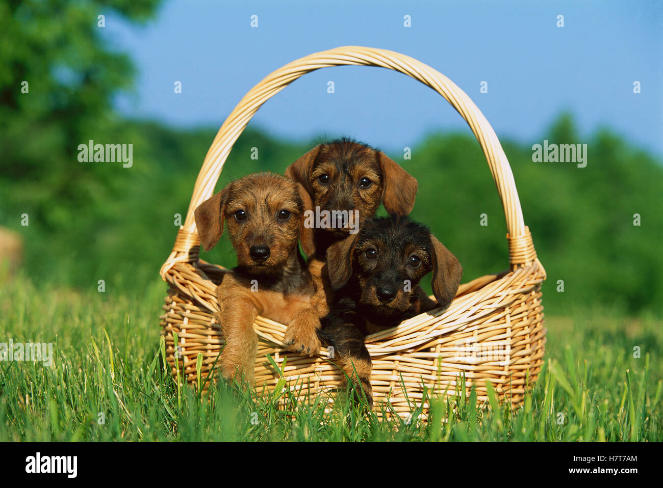 Miniature Wire-haired Dachshund (Canis familiaris) three puppies in a ...