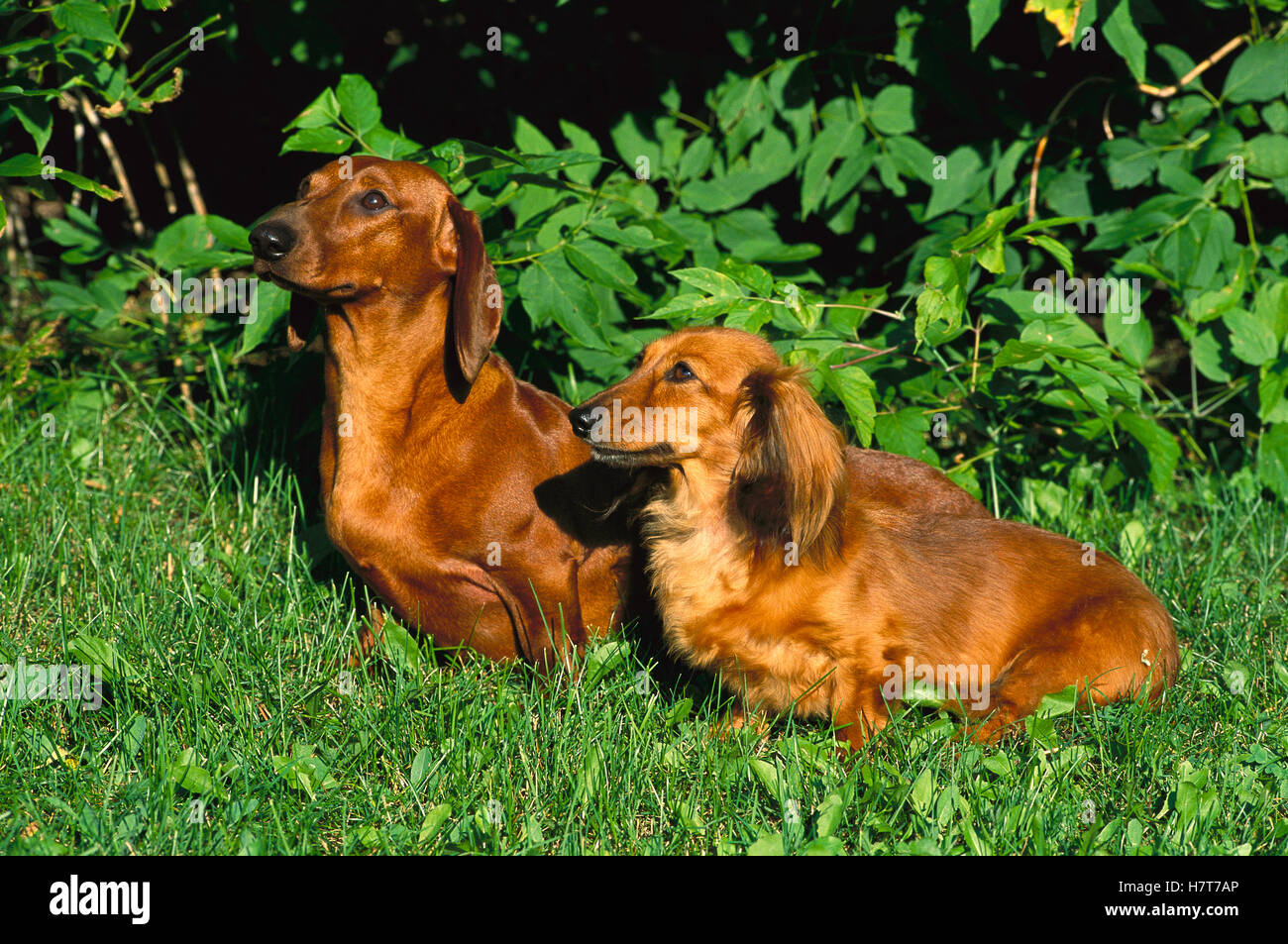 Dachshund (Canis familiaris) standard smooth and standard long-haired ...