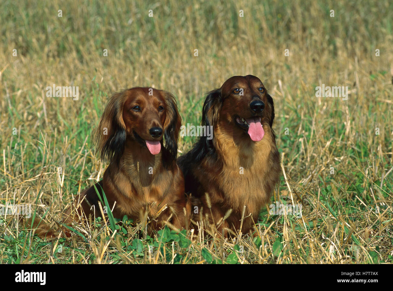 Standard Long-haired Dachshund (Canis familiaris) two adults sitting ...