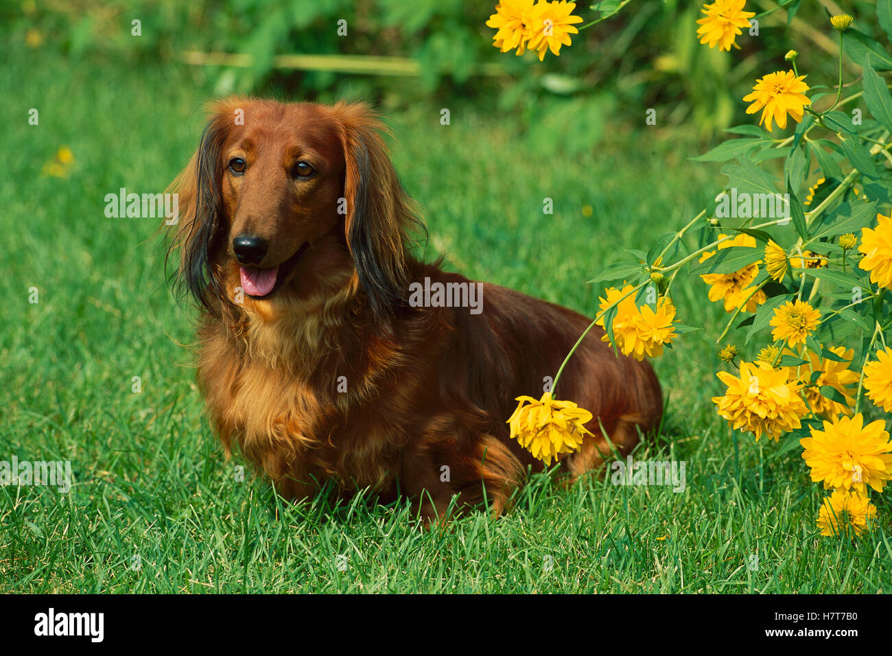 Standard Long-haired Dachshund (Canis familiaris) adult resting on lawn ...