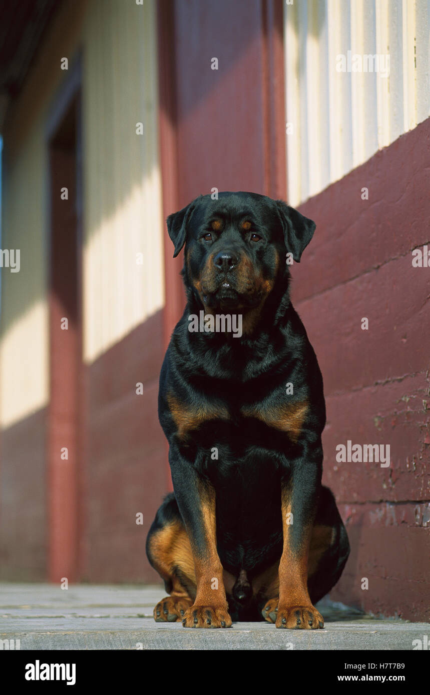 Rottweiler (Canis familiaris) adult sitting outside a barn Stock Photo ...