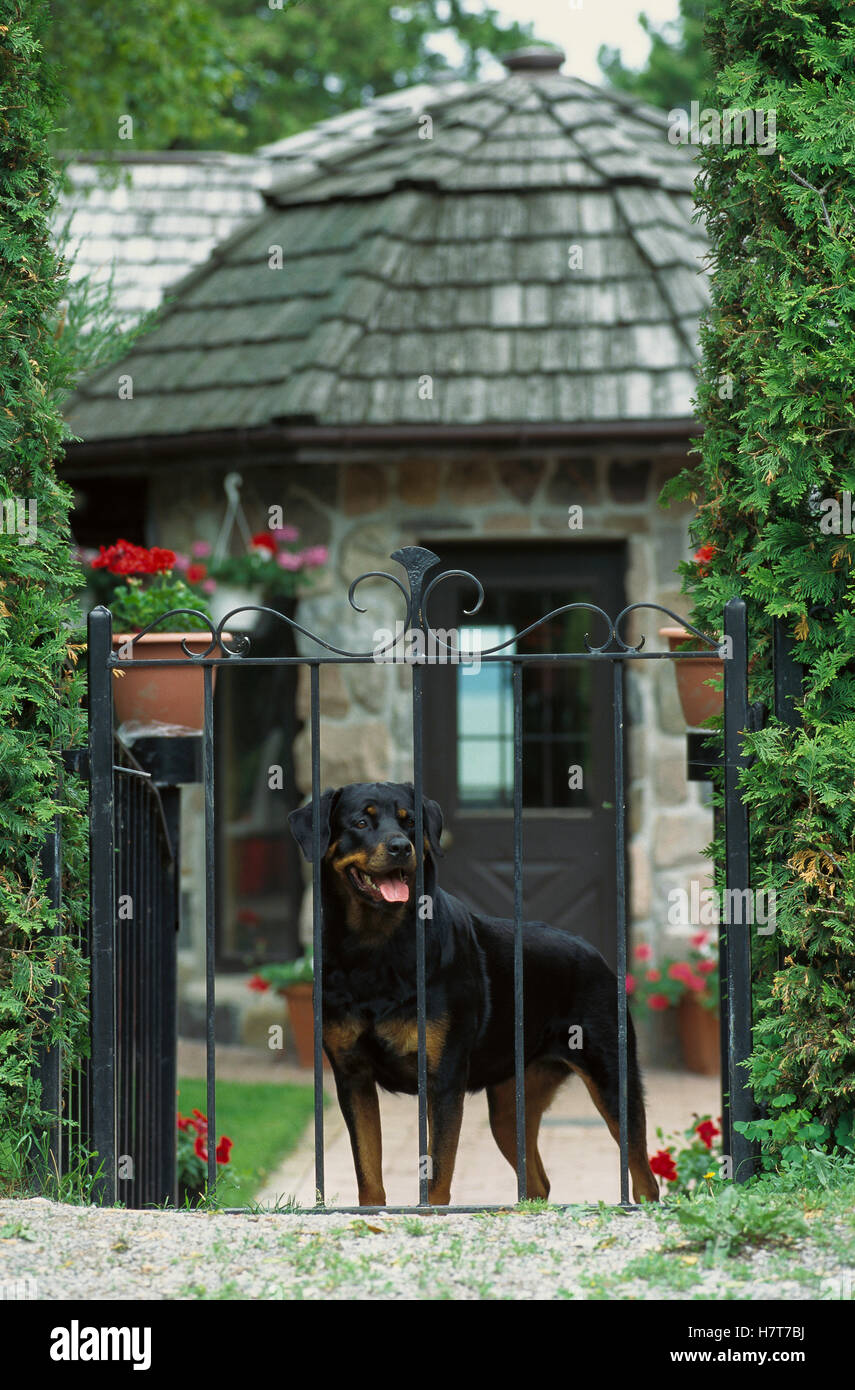 Rottweiler (Canis familiaris) adult peering through a gate outside of a ...