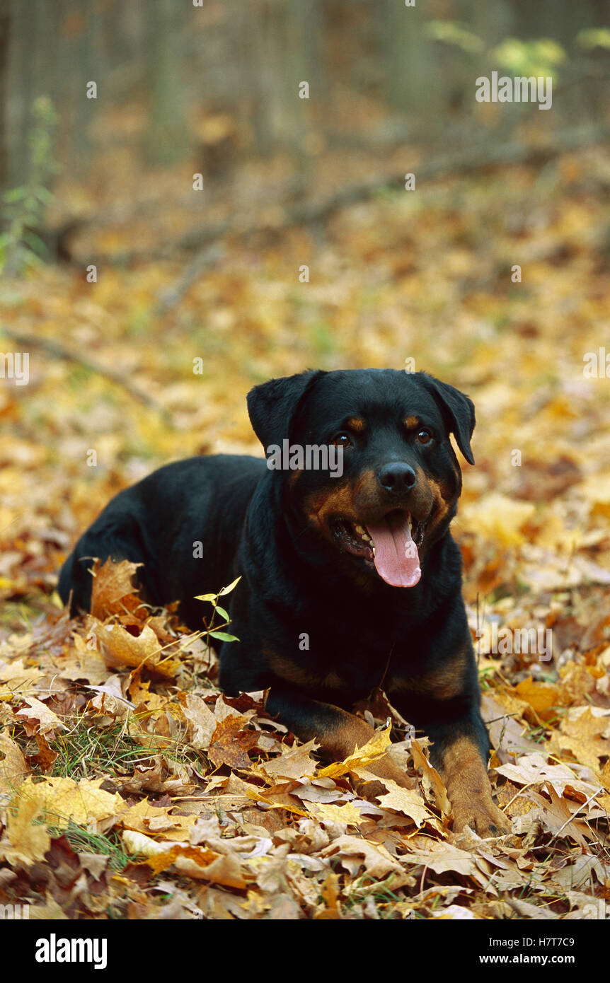 Rottweiler (Canis familiaris) adult resting on ground among fall leaves ...