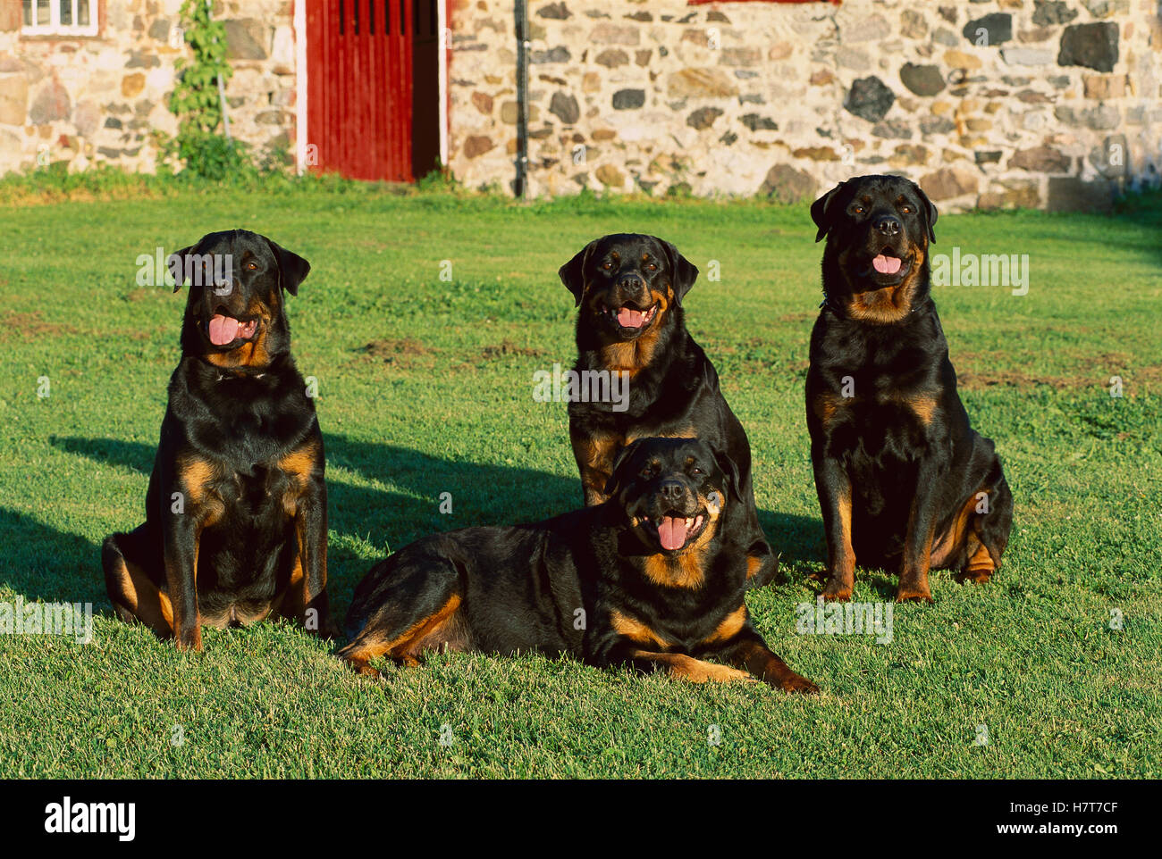 Rottweiler (Canis familiaris) four adults resting together on lawn ...