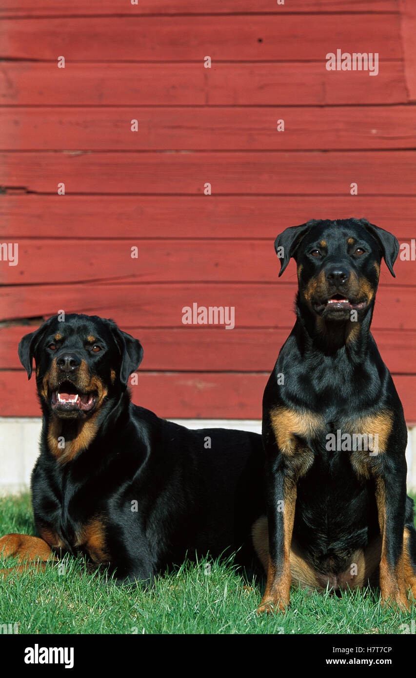 Rottweiler (Canis familiaris) pair sitting together in front of red ...