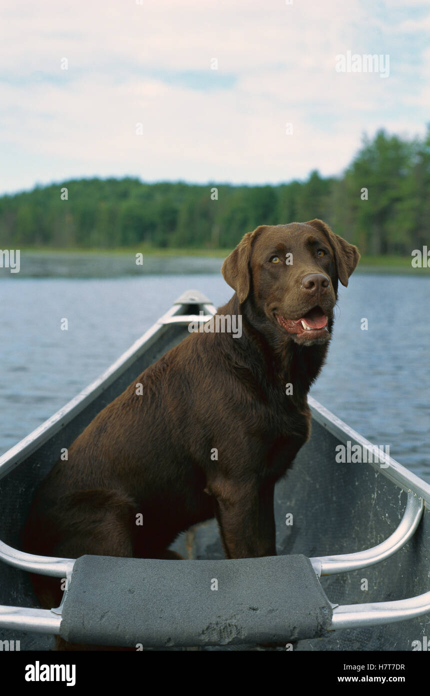 Chocolate Labrador Retriever (Canis familiaris) portrait sitting in a ...