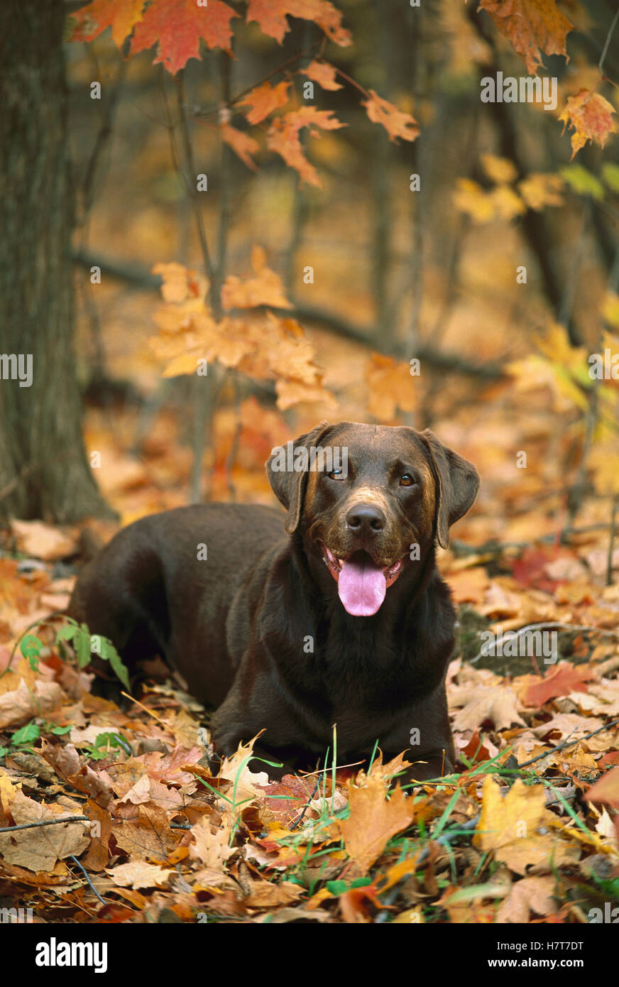 Chocolate Labrador Retriever (Canis familiaris) adult portrait among ...