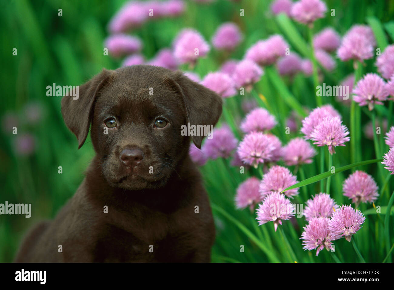 Chocolate Labrador Retriever (Canis familiaris) portrait of a puppy ...