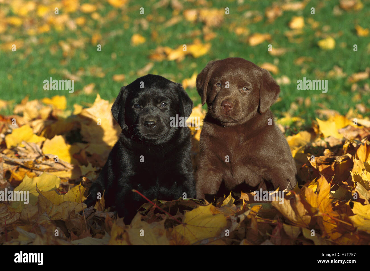 Black and Chocolate Labrador Retrievers (Canis familiaris) sitting ...