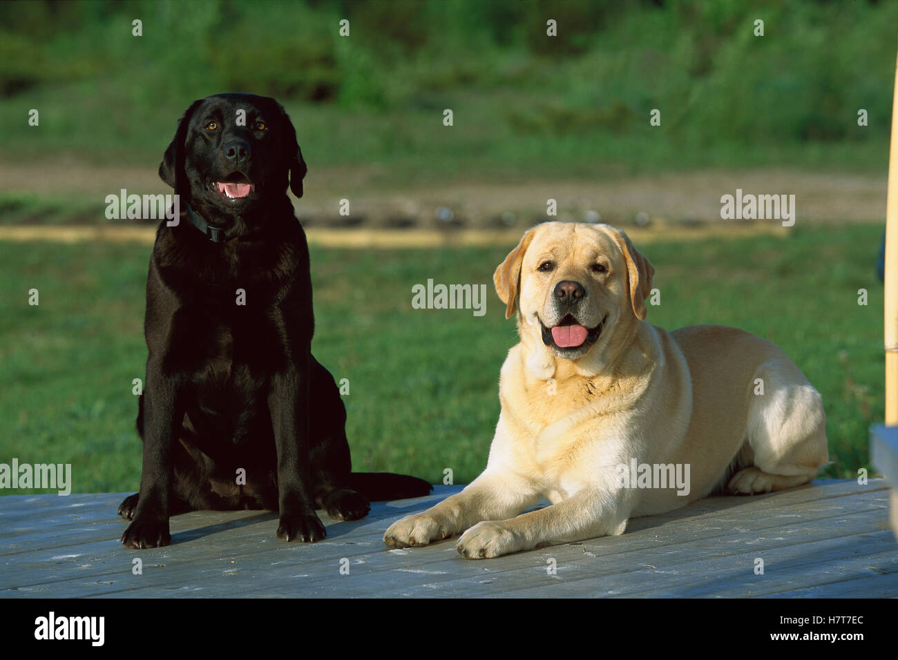 Labrador Retriever (Canis familiaris) a Black and a Yellow Labrador ...