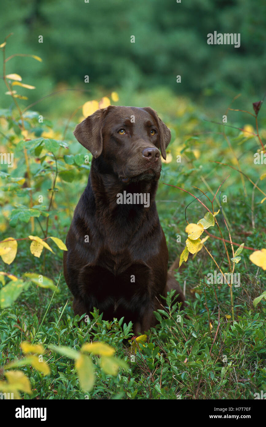 Chocolate Labrador Retriever (Canis familiaris) adult portrait Stock ...