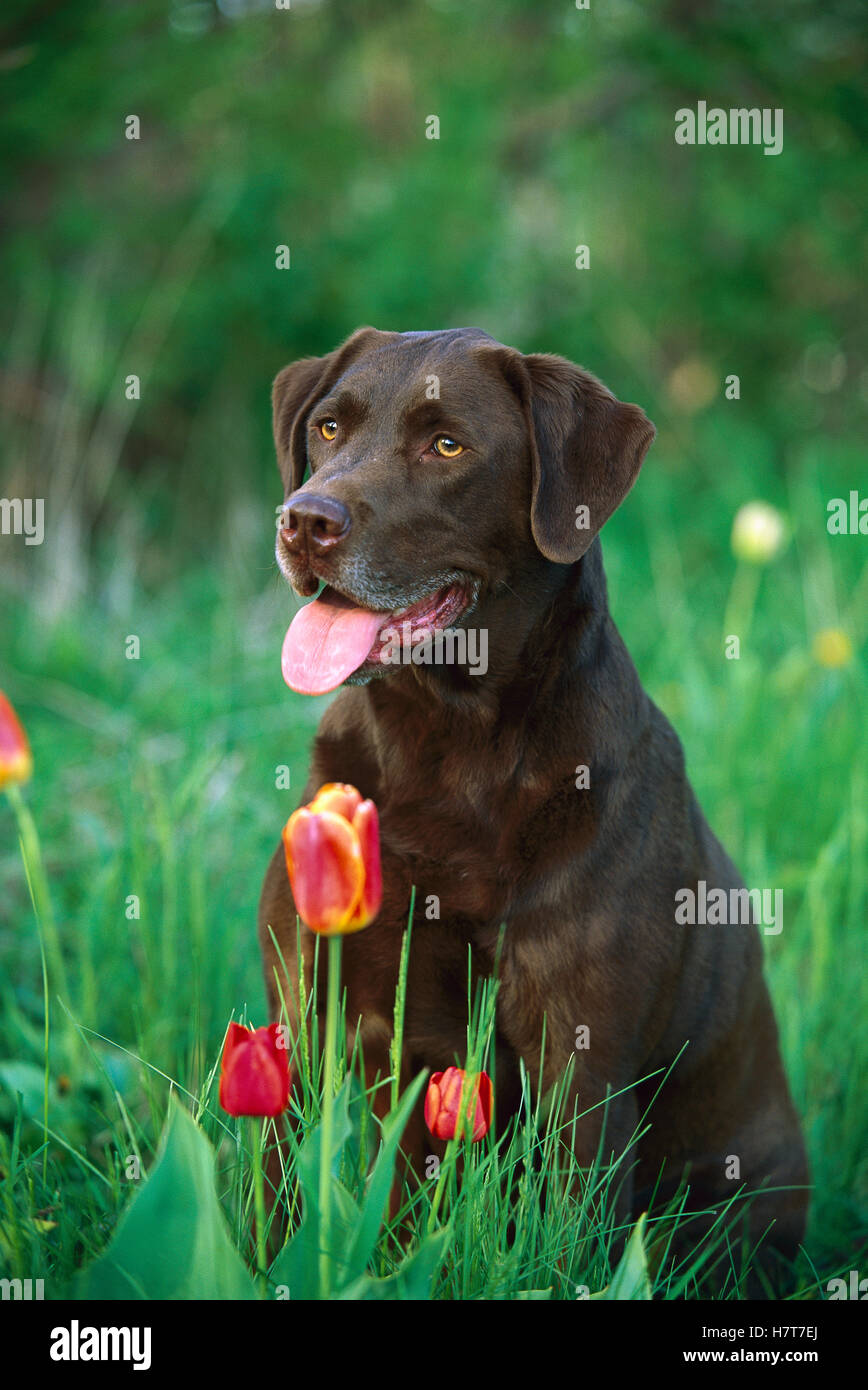 Chocolate Labrador Retriever (Canis familiaris) adult portrait amid ...