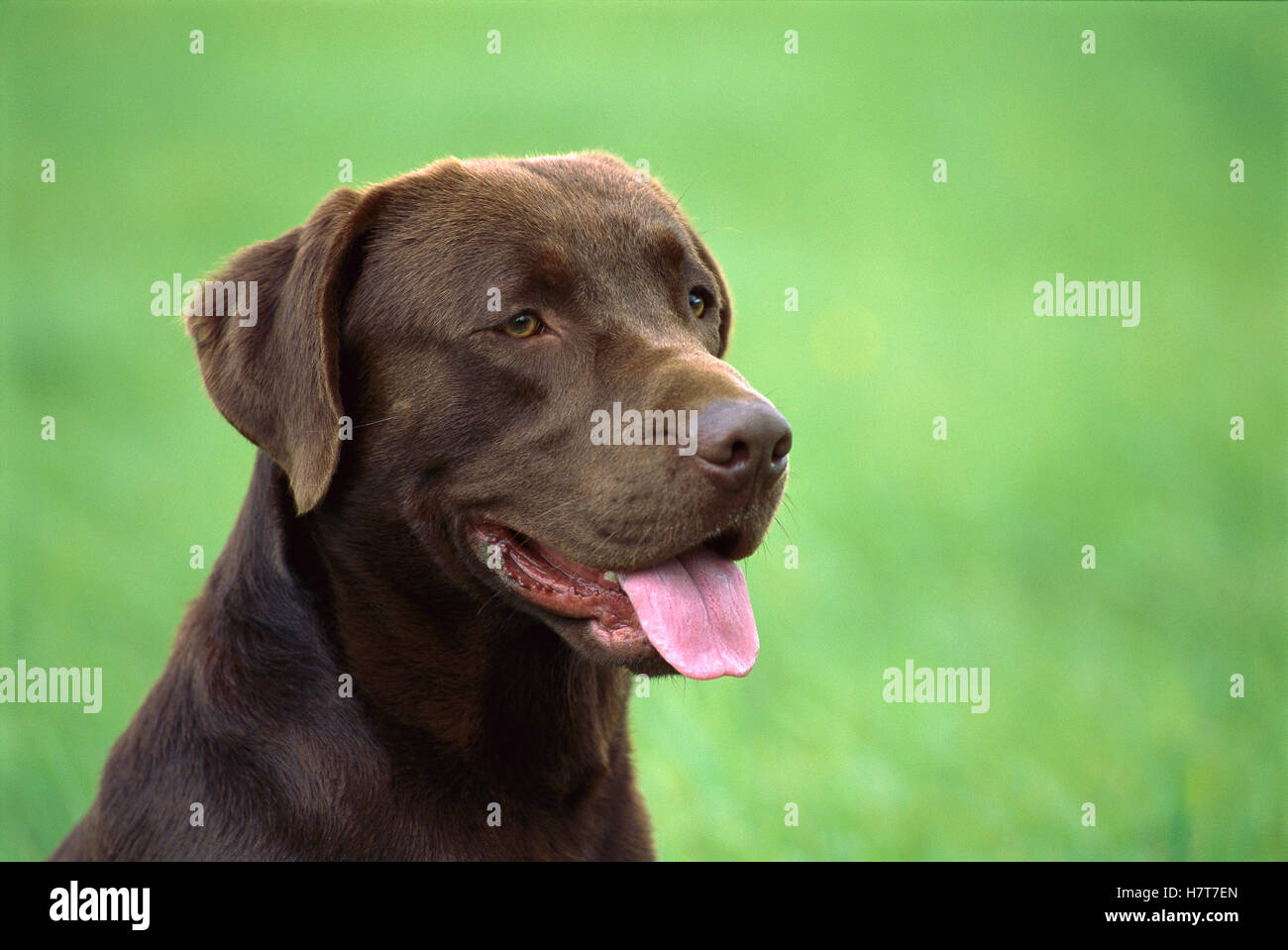 Chocolate Labrador Retriever (Canis familiaris) adult portrait Stock ...