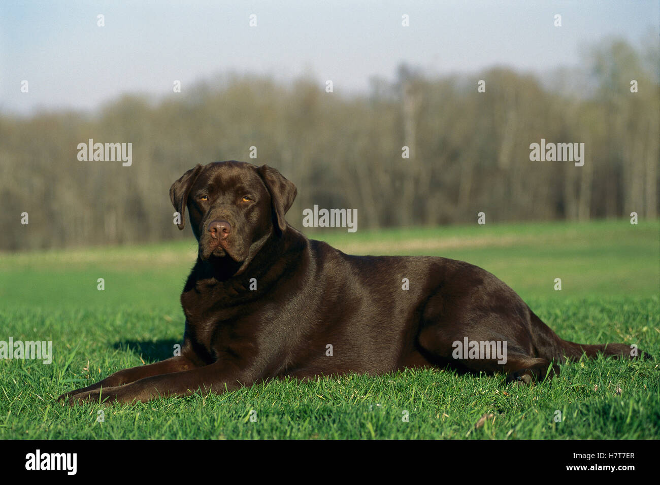 Chocolate Labrador Retriever (Canis familiaris) adult portrait Stock ...
