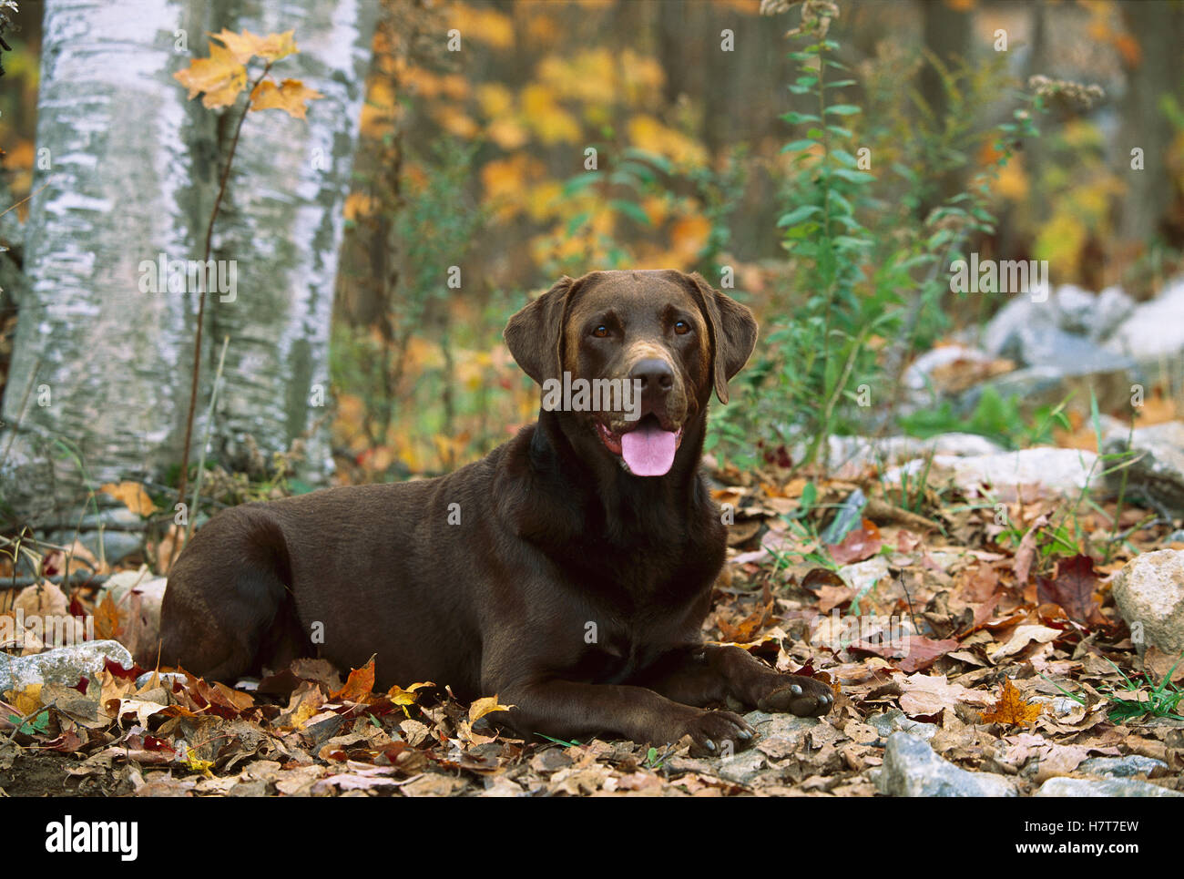 Chocolate Labrador Retriever (Canis familiaris) adult portrait ...