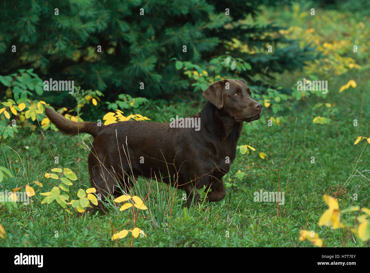 Chocolate Labrador Retriever (Canis familiaris) adult portrait in ...