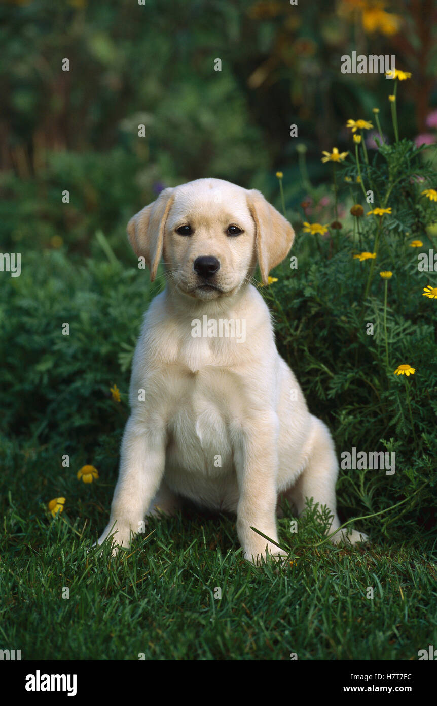 Yellow Labrador Retriever (Canis familiaris) portrait of a puppy ...