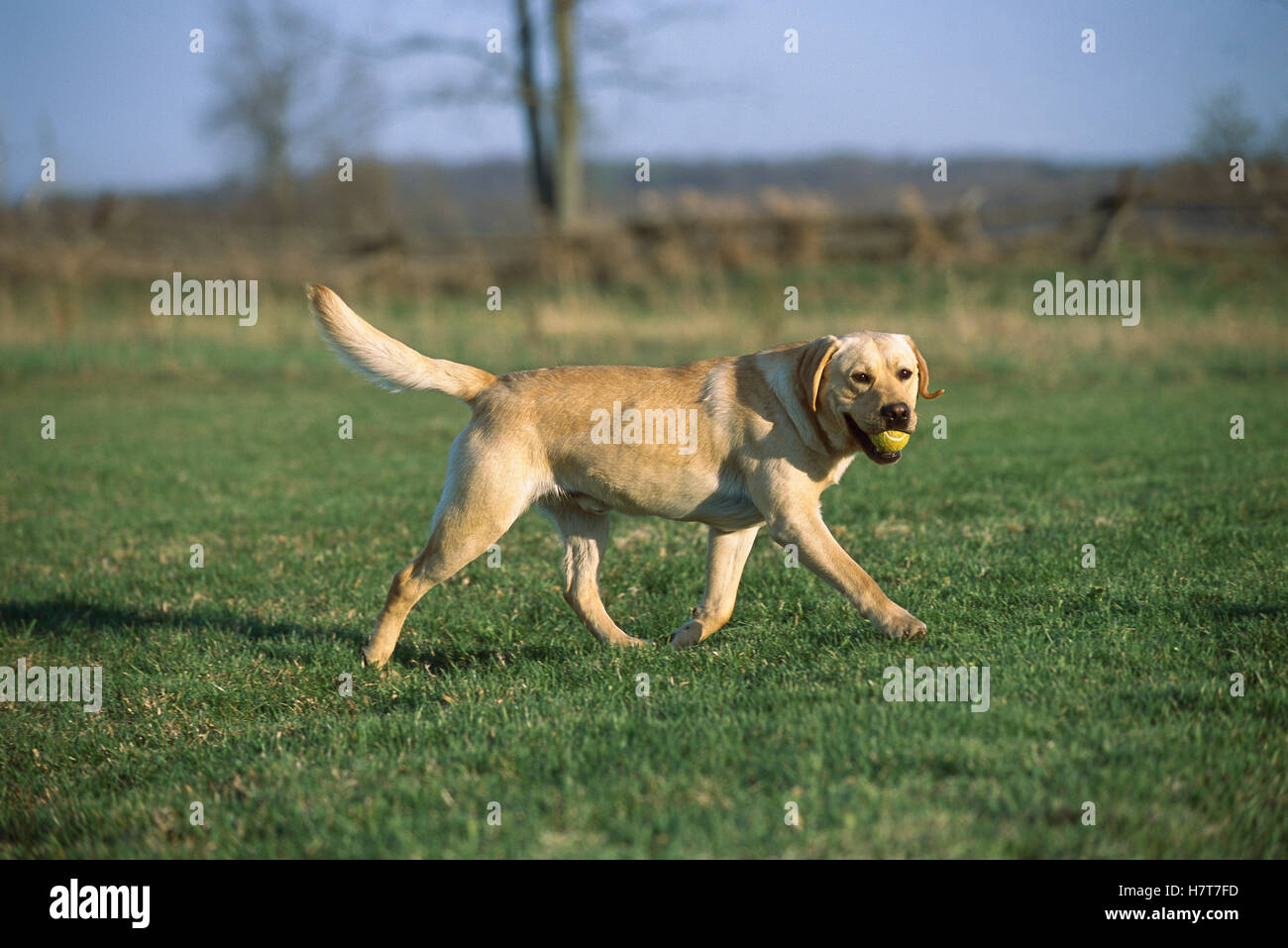 Yellow Labrador Retriever (Canis familiaris) adult playing with a ...