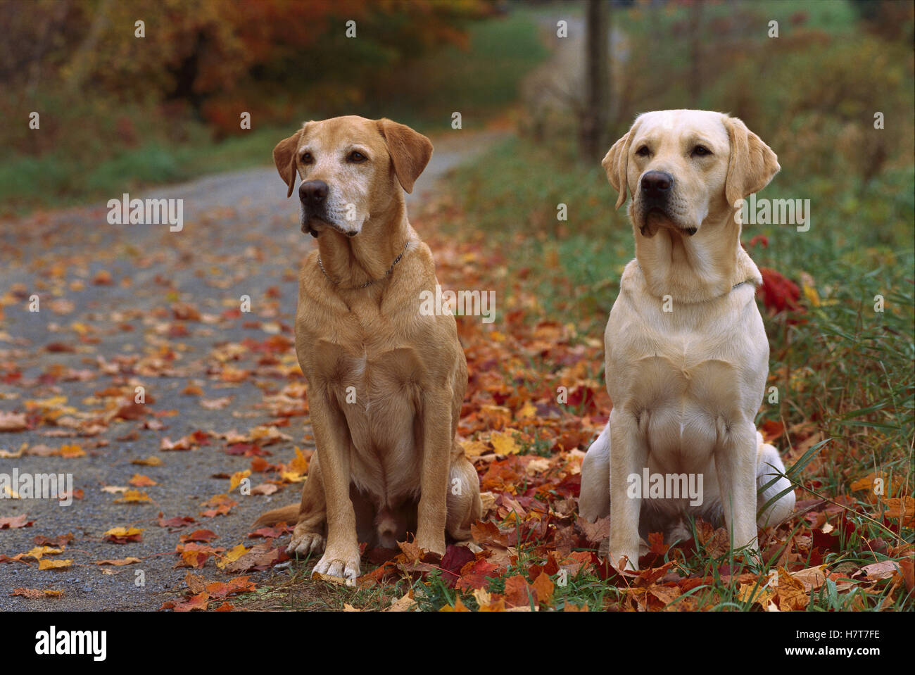 Yellow Labrador Retriever (Canis familiaris) two adults sitting on path ...