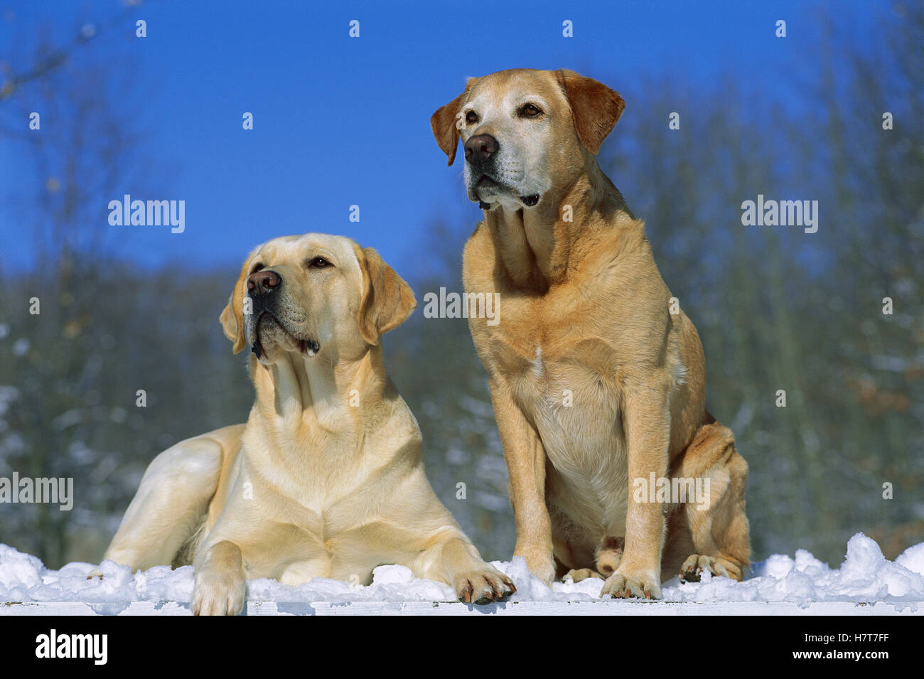 Yellow Labrador Retriever (Canis familiaris) two adults sitting ...