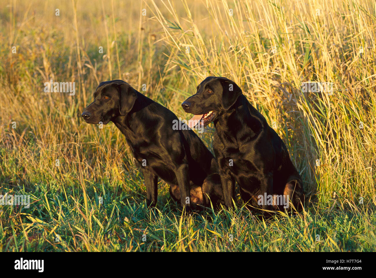 Black Labrador Retriever (Canis familiaris) two alert adults sitting ...