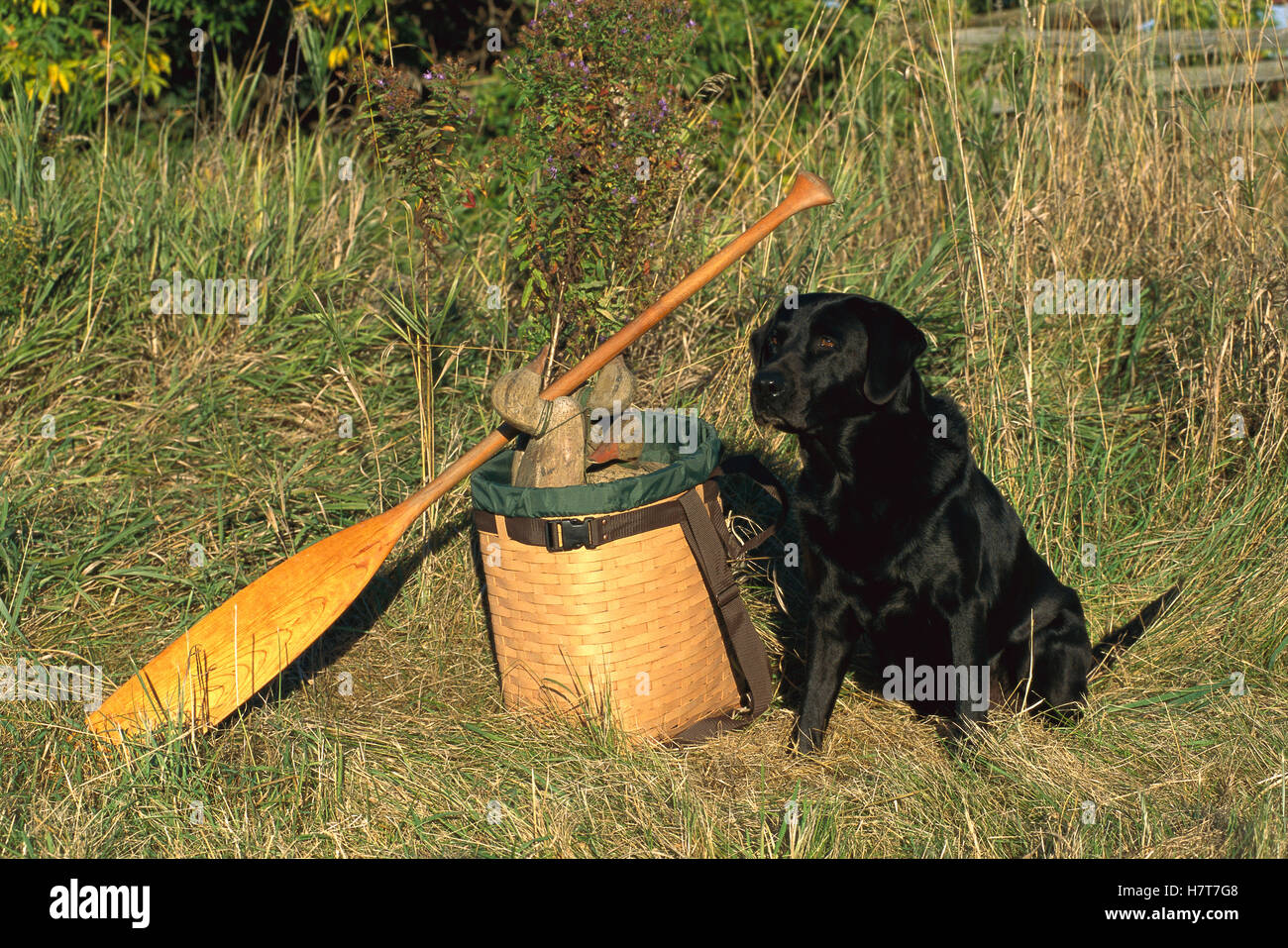 Black Labrador Retriever (Canis familiaris) adult with duck decoys and ...