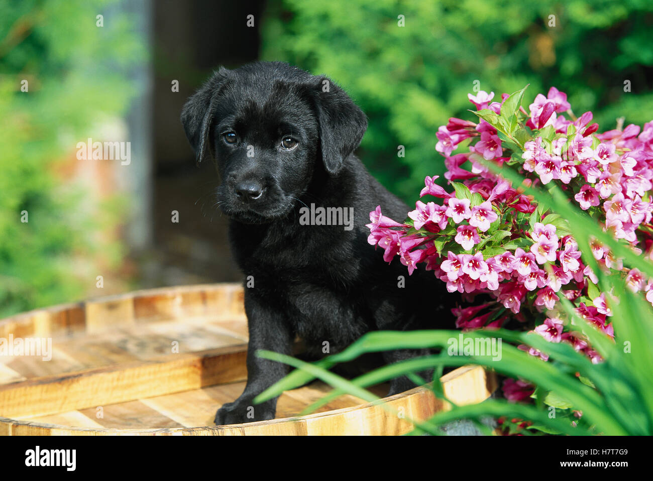 Black Labrador Retriever (Canis familiaris) puppy portrait sitting near ...