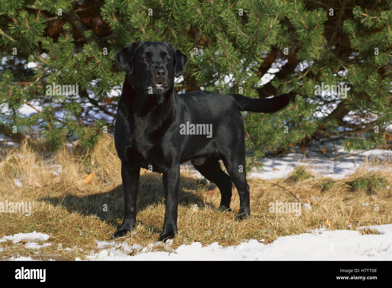 Black Labrador Retriever (Canis familiaris) full body portrait of an ...
