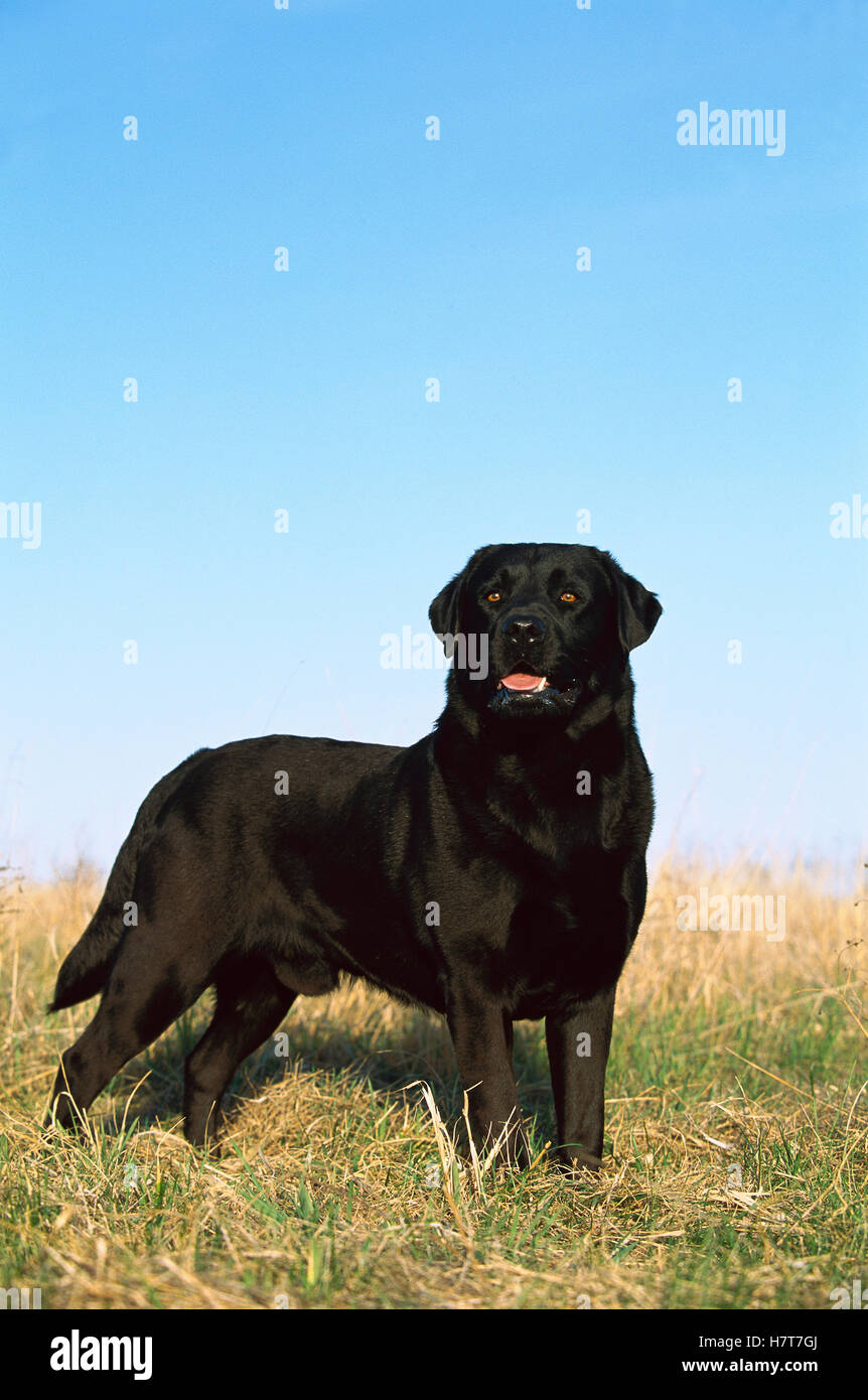 Black Labrador Retriever (Canis familiaris) adult male portrait Stock ...