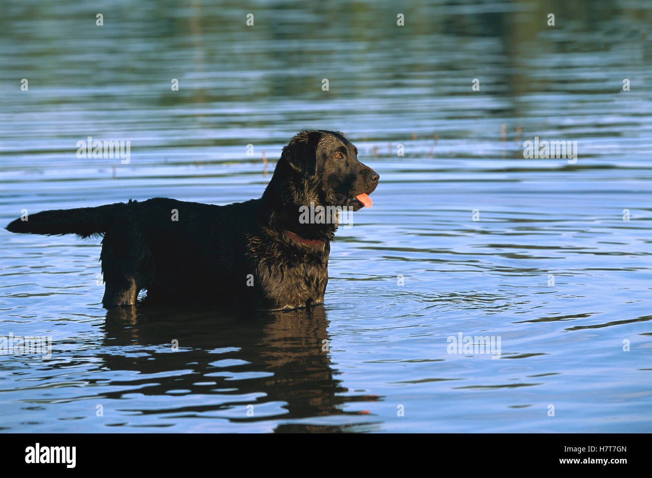 Black Labrador Retriever (Canis familiaris) alert adult playing in lake ...