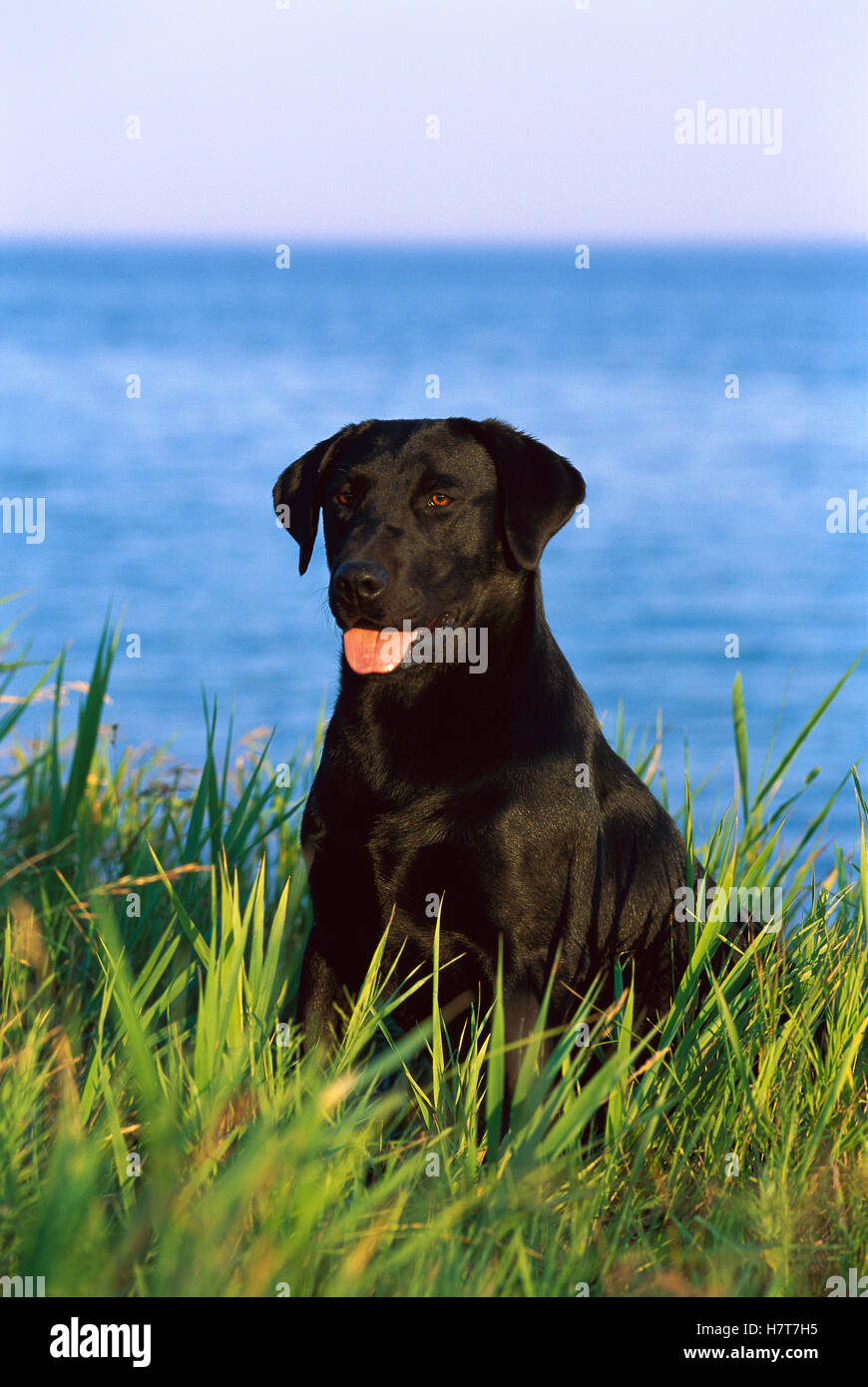 Black Labrador Retriever (Canis familiaris) adult portrait sitting in ...