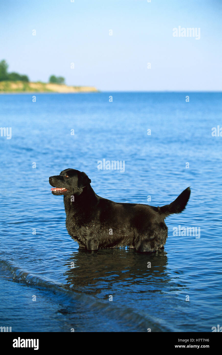 Black Labrador Retriever (Canis familiaris) adult standing in lake ...