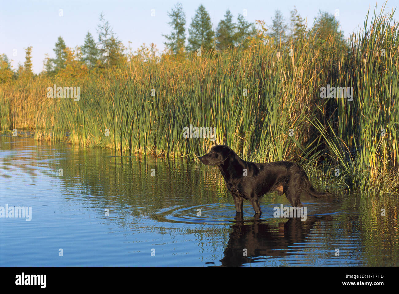 Black Labrador Retriever (Canis familiaris) male standing in shallow ...