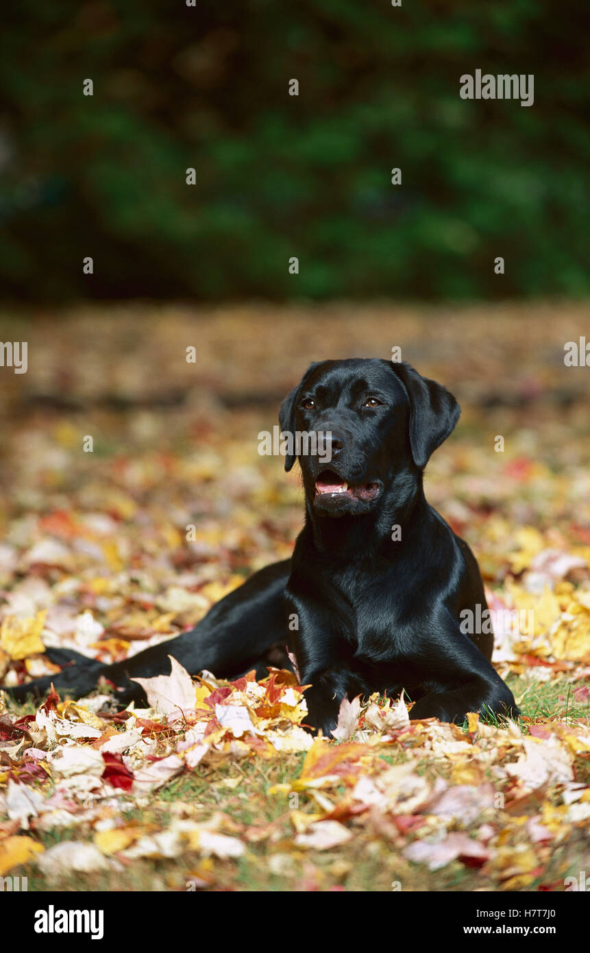 Black Labrador Retriever (Canis familiaris) adult resting on fallen ...