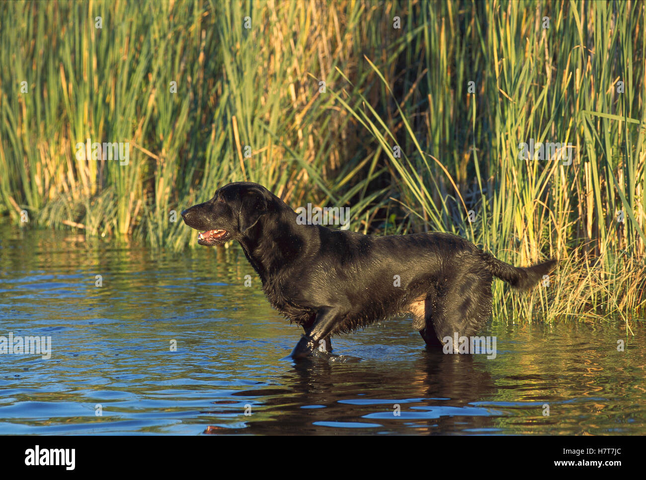 Black Labrador Retriever (Canis familiaris) adult male standing in ...