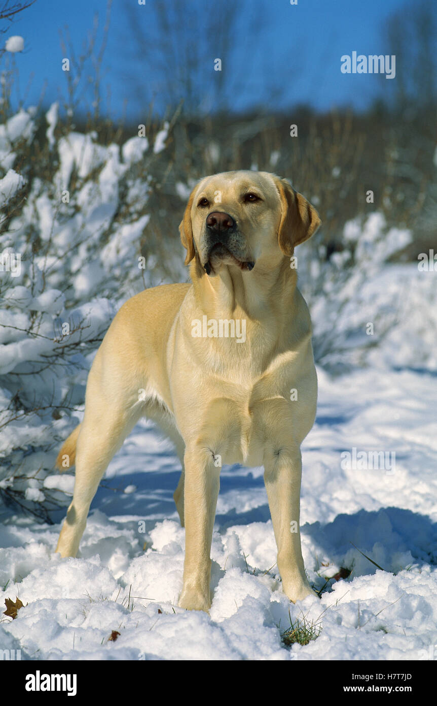 Yellow Labrador Retriever (Canis familiaris) adult male portrait ...